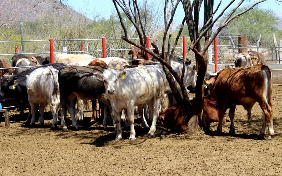 Avanza plan para erradicar tuberculosis bovina de México